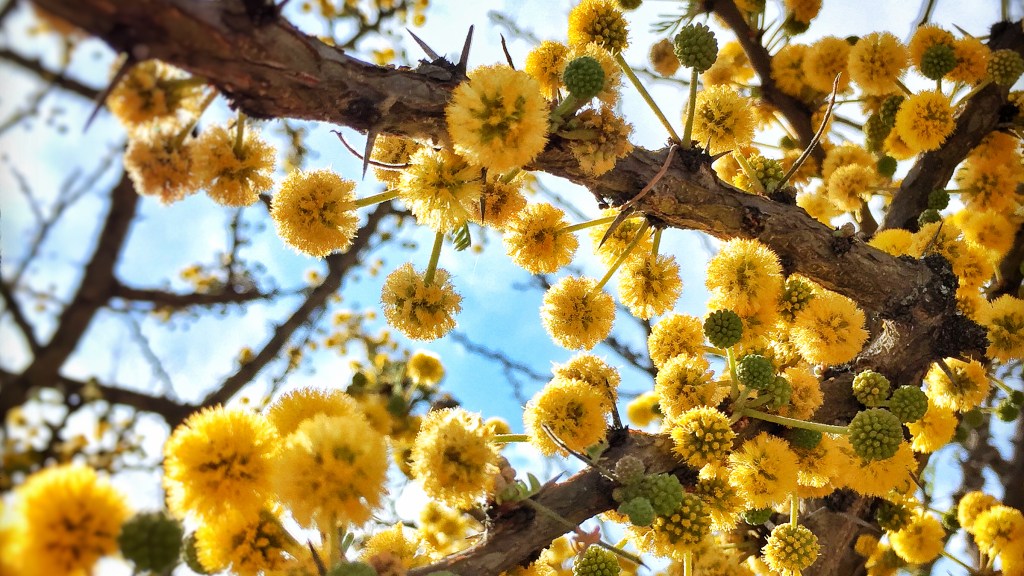 Huizache – Foresta Nativa