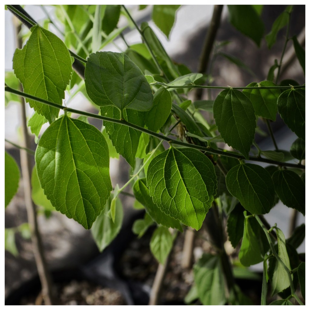 Granjeno – Foresta Nativa