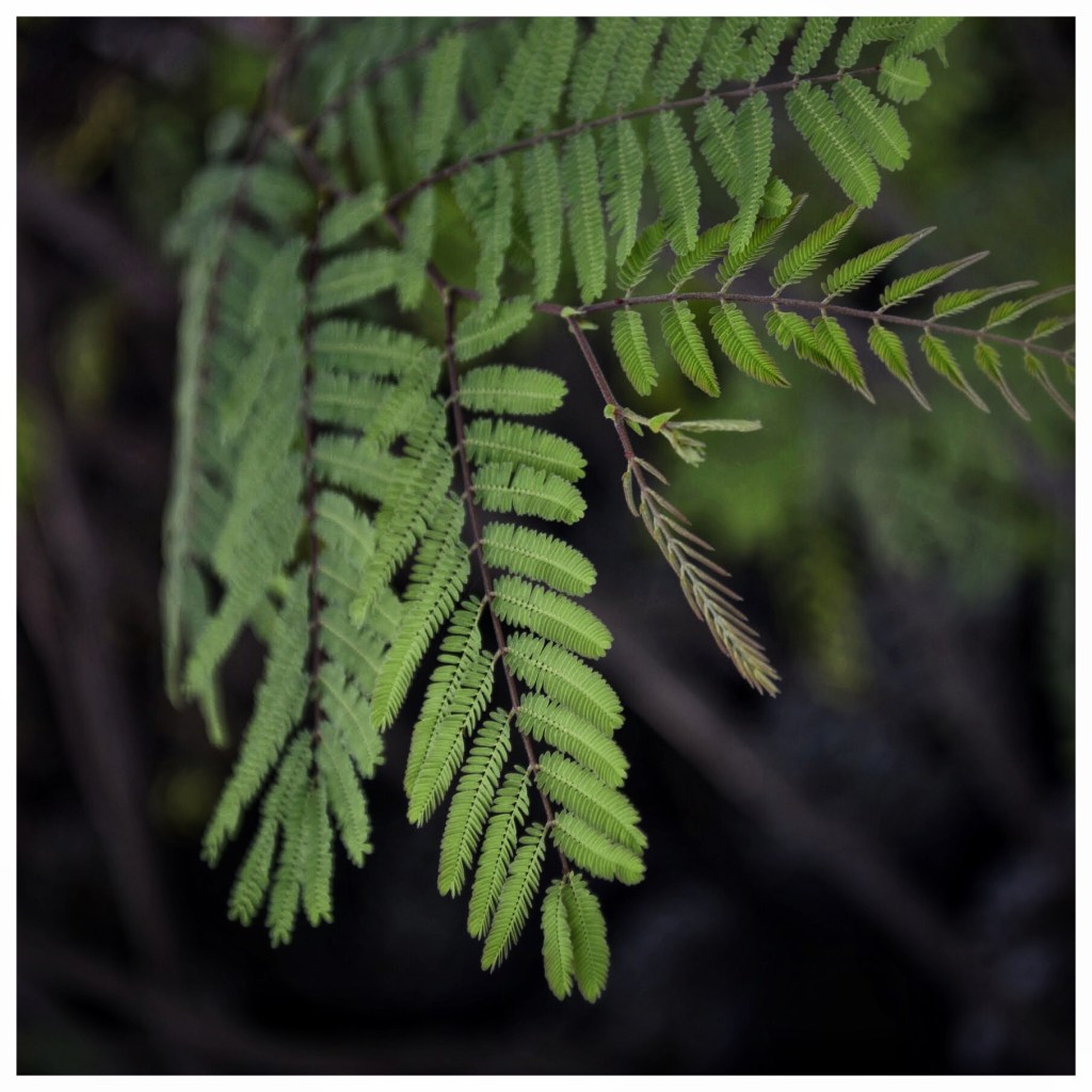 Palo de Arco o Tepehuaje – Foresta Nativa