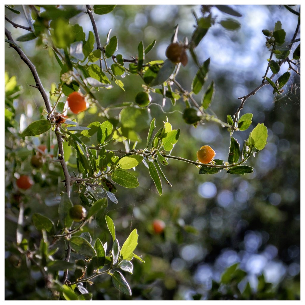 Granjeno – Foresta Nativa