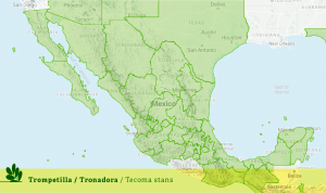 Tronadora o Trompetilla – Foresta Nativa