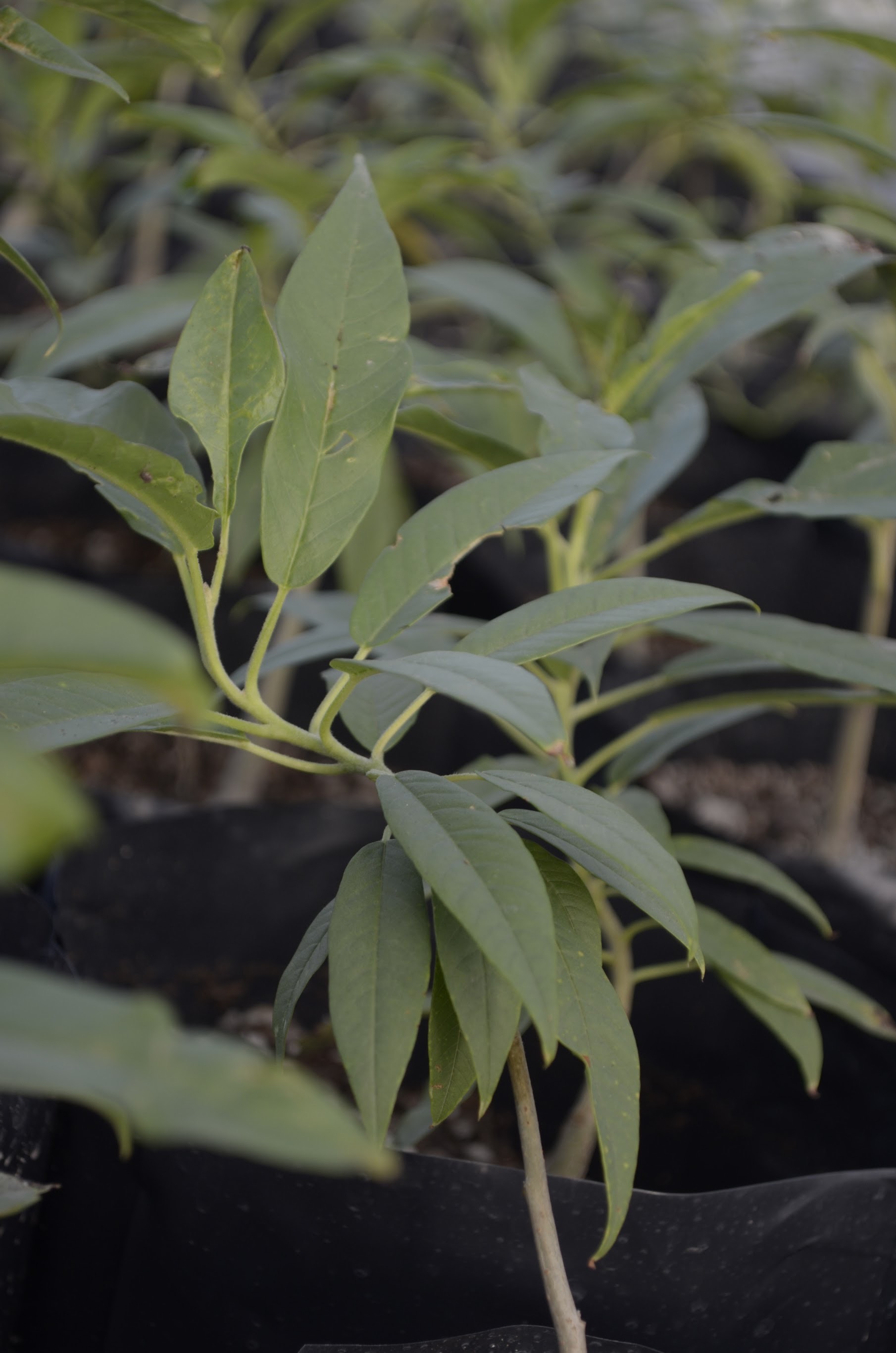 Palo Bobo – Foresta Nativa