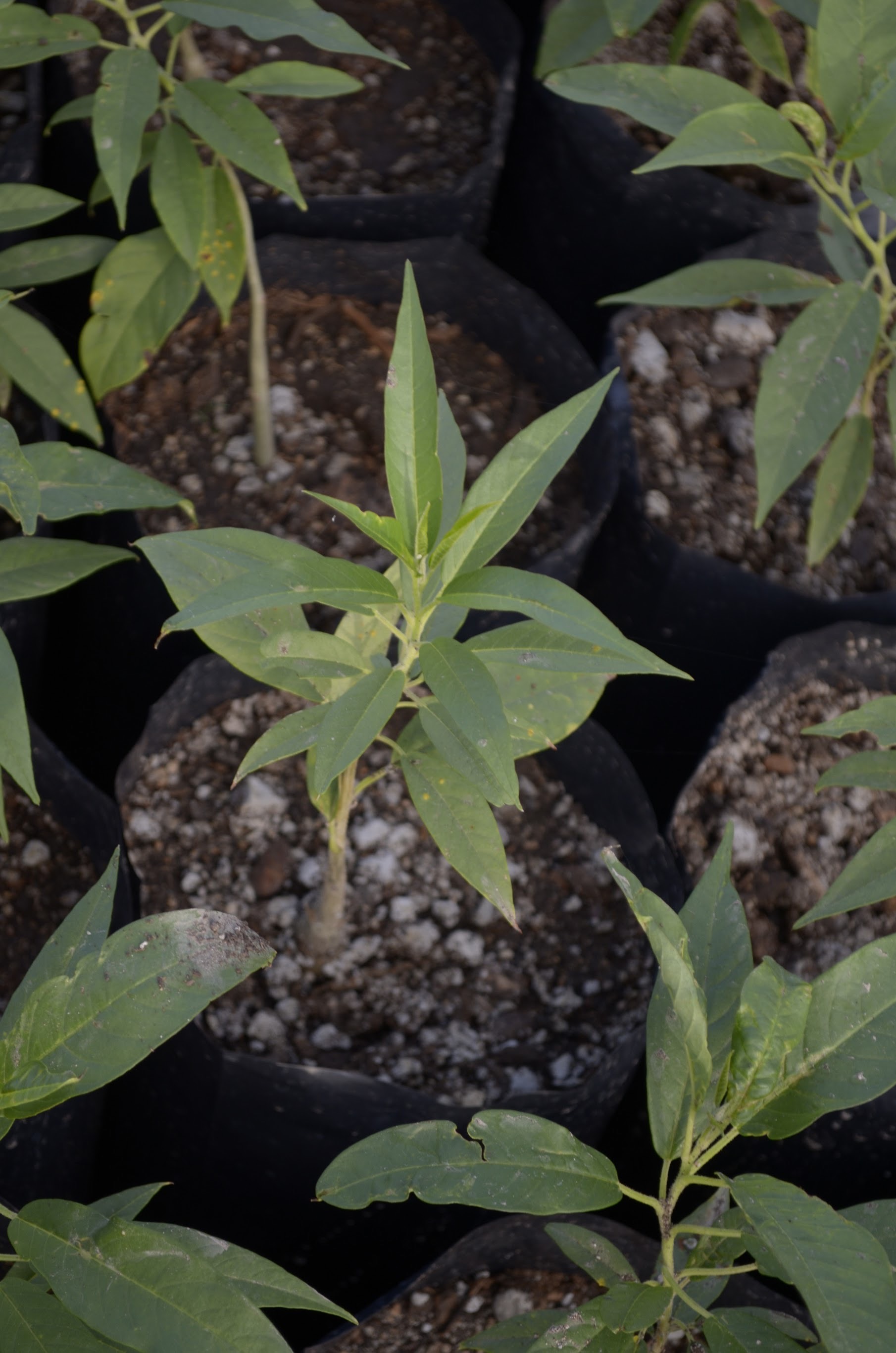 Palo Bobo – Foresta Nativa