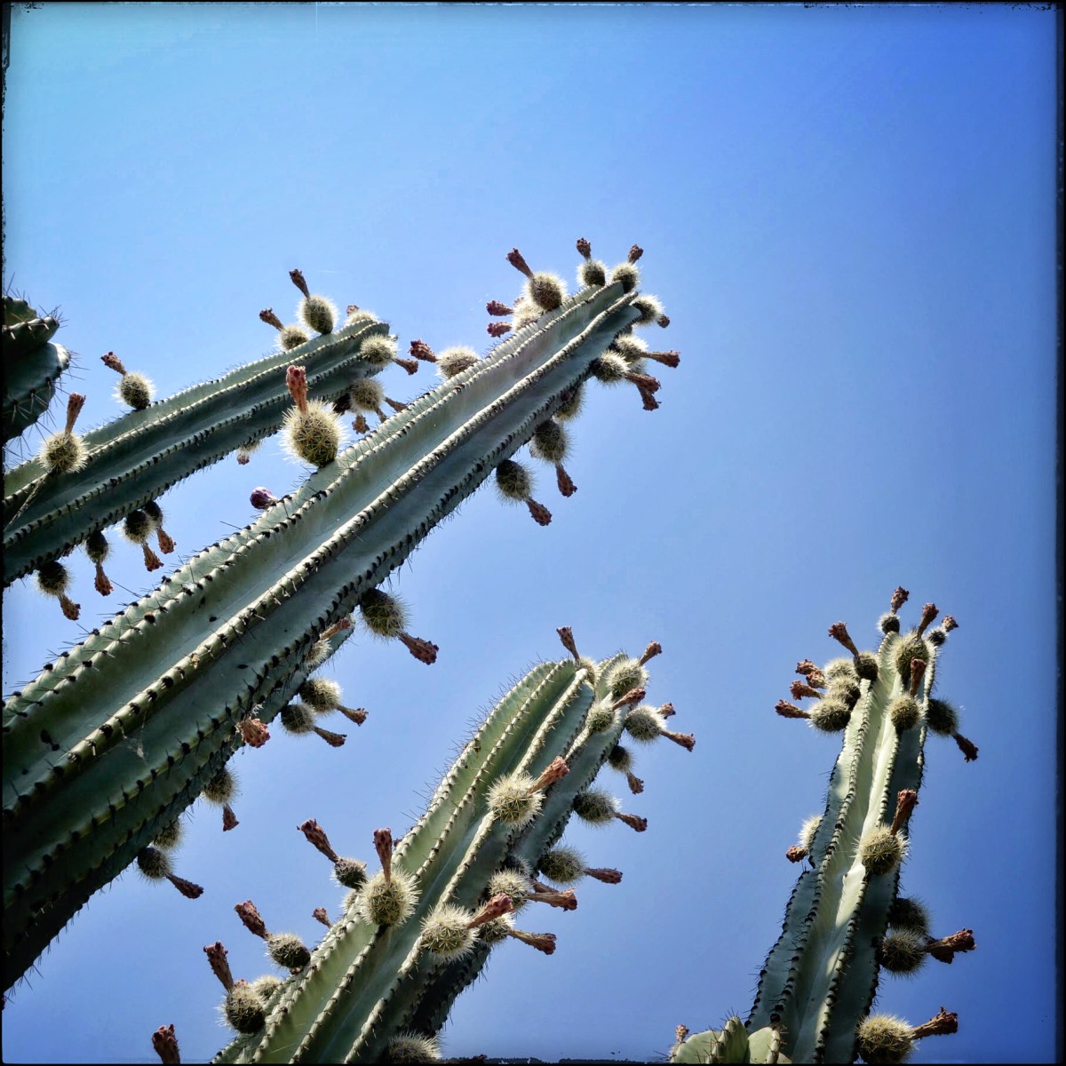 Pitayo – Foresta Nativa